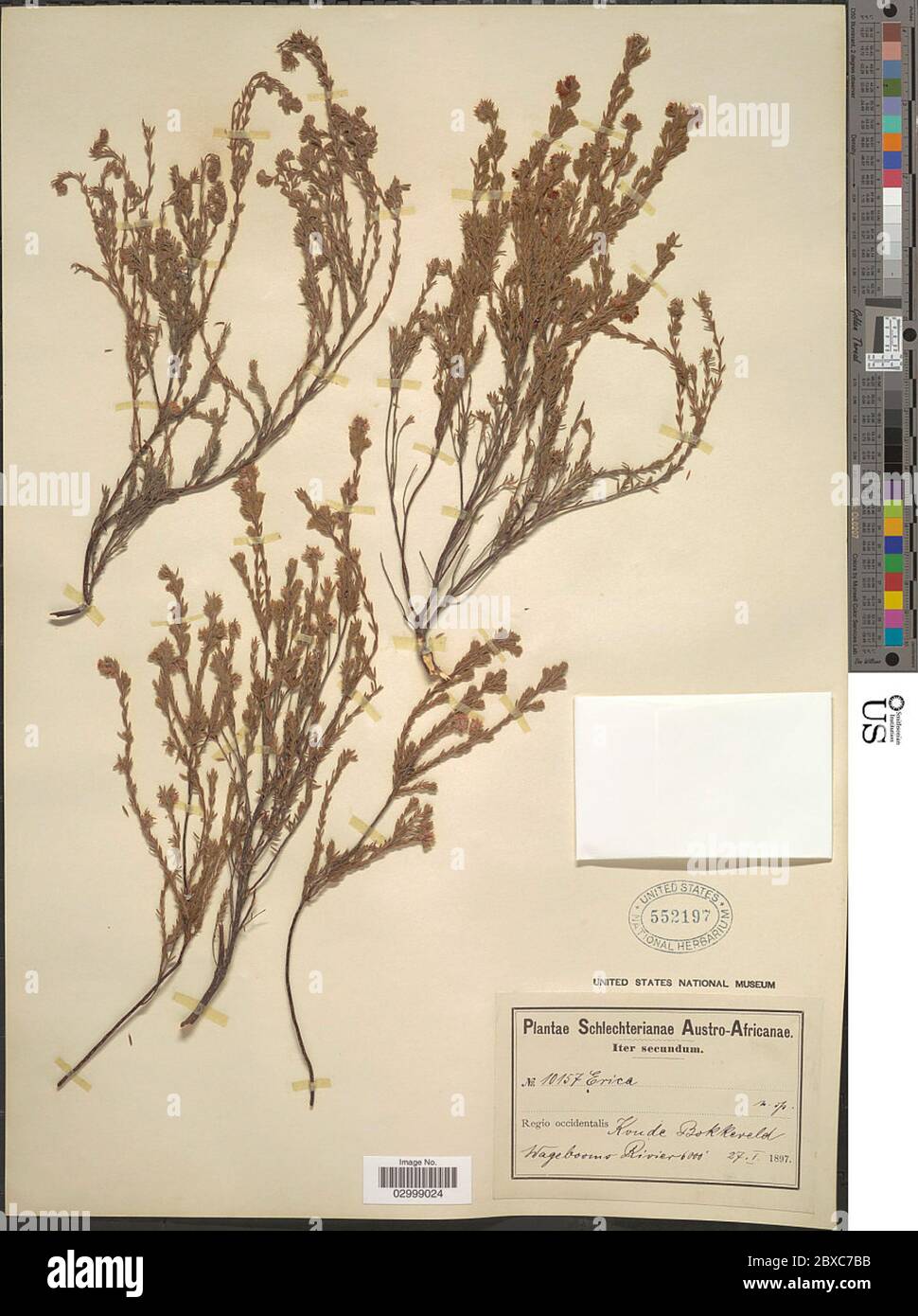 Erica sp Erica sp Stock Photo - Alamy