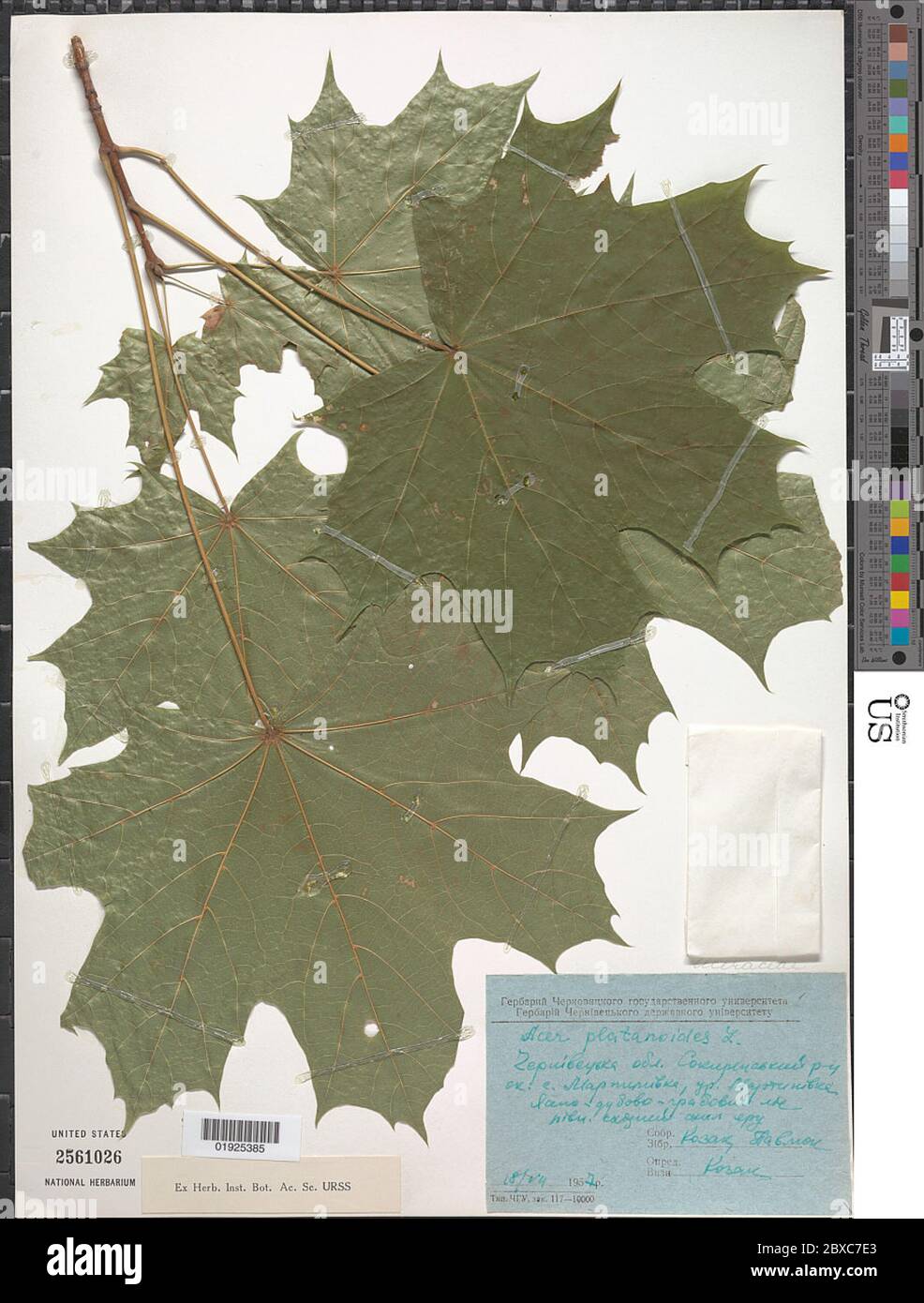 Acer platanoides l hi-res stock photography and images - Alamy