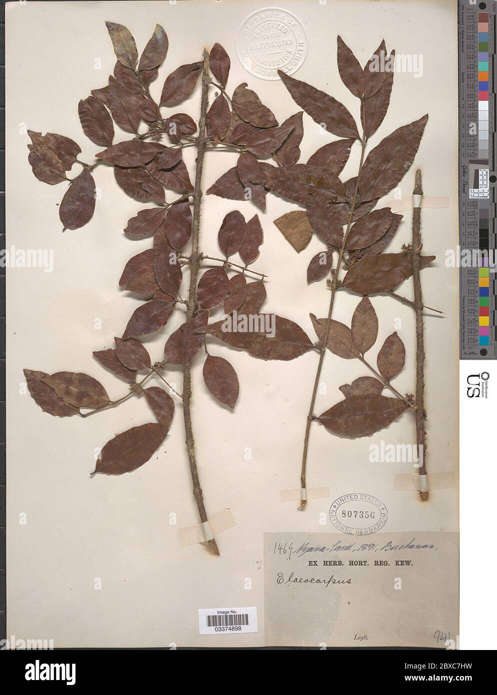 Elaeocarpus Sp High Resolution Stock Photography and Images - Alamy