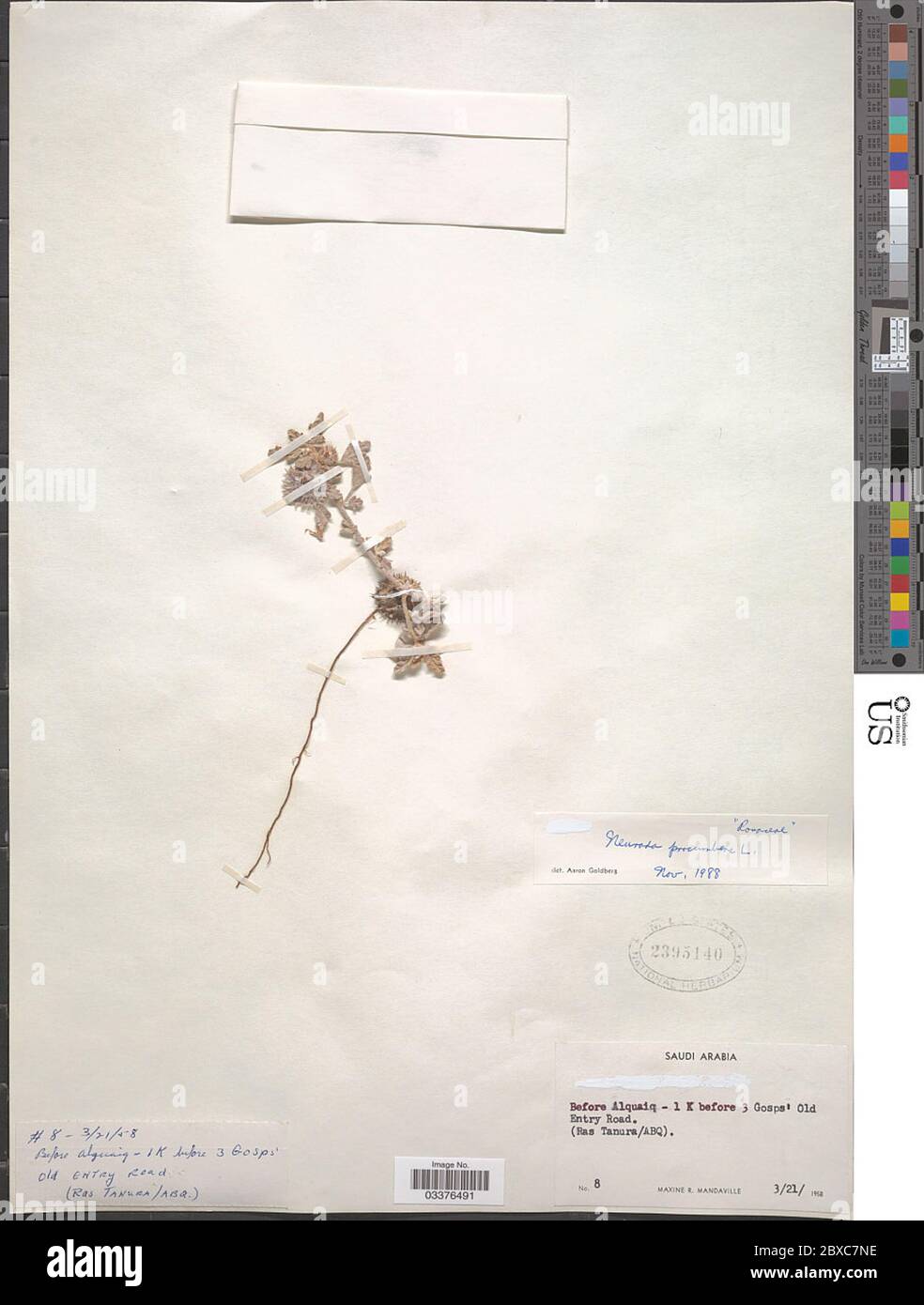 Neurada procumbens hi-res stock photography and images - Alamy