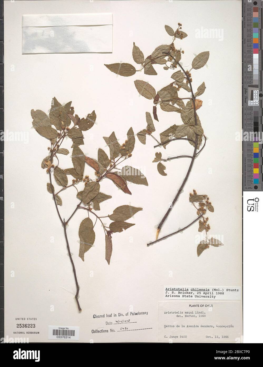 Aristotelia sp hi-res stock photography and images - Alamy