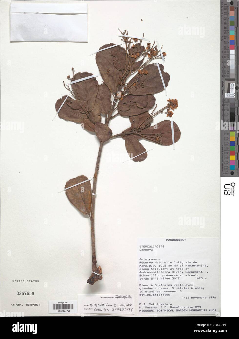 Dombeya sp Dombeya sp Stock Photo - Alamy