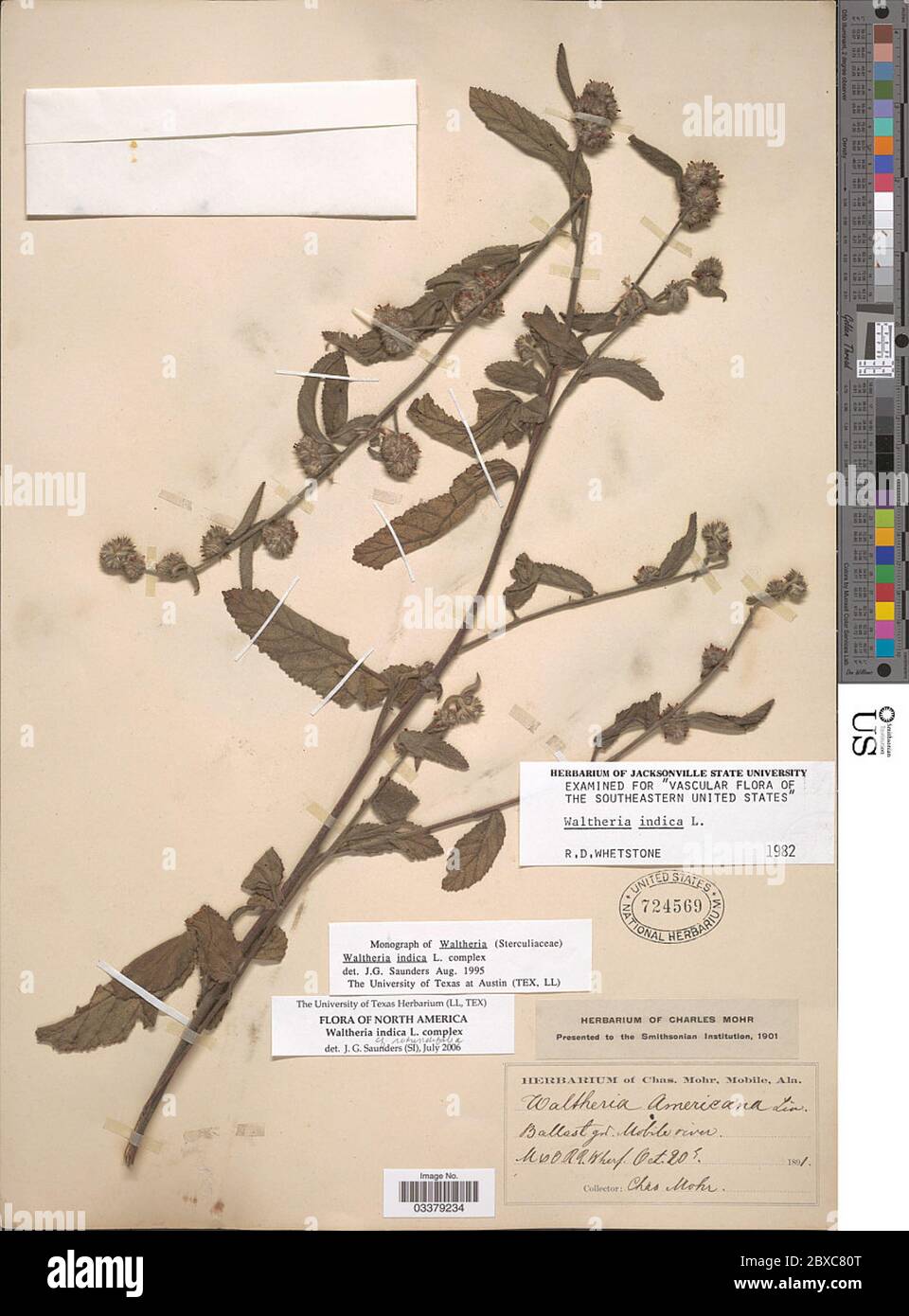 Waltheria indica L Waltheria indica L Stock Photo - Alamy