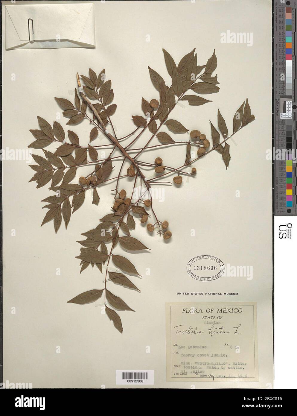 Trichilia species hi-res stock photography and images - Alamy