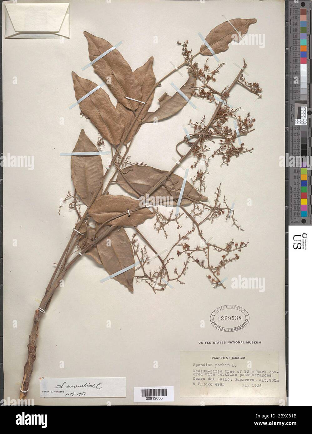 Spondias mombin l hi-res stock photography and images - Alamy