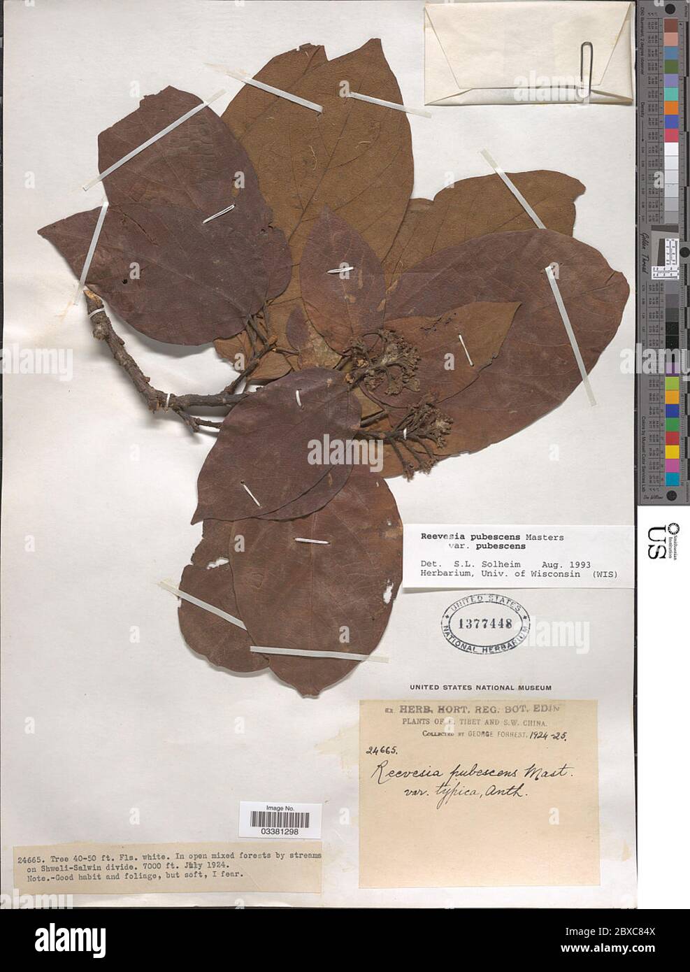 Reevesia pubescens Mast Reevesia pubescens Mast Stock Photo - Alamy