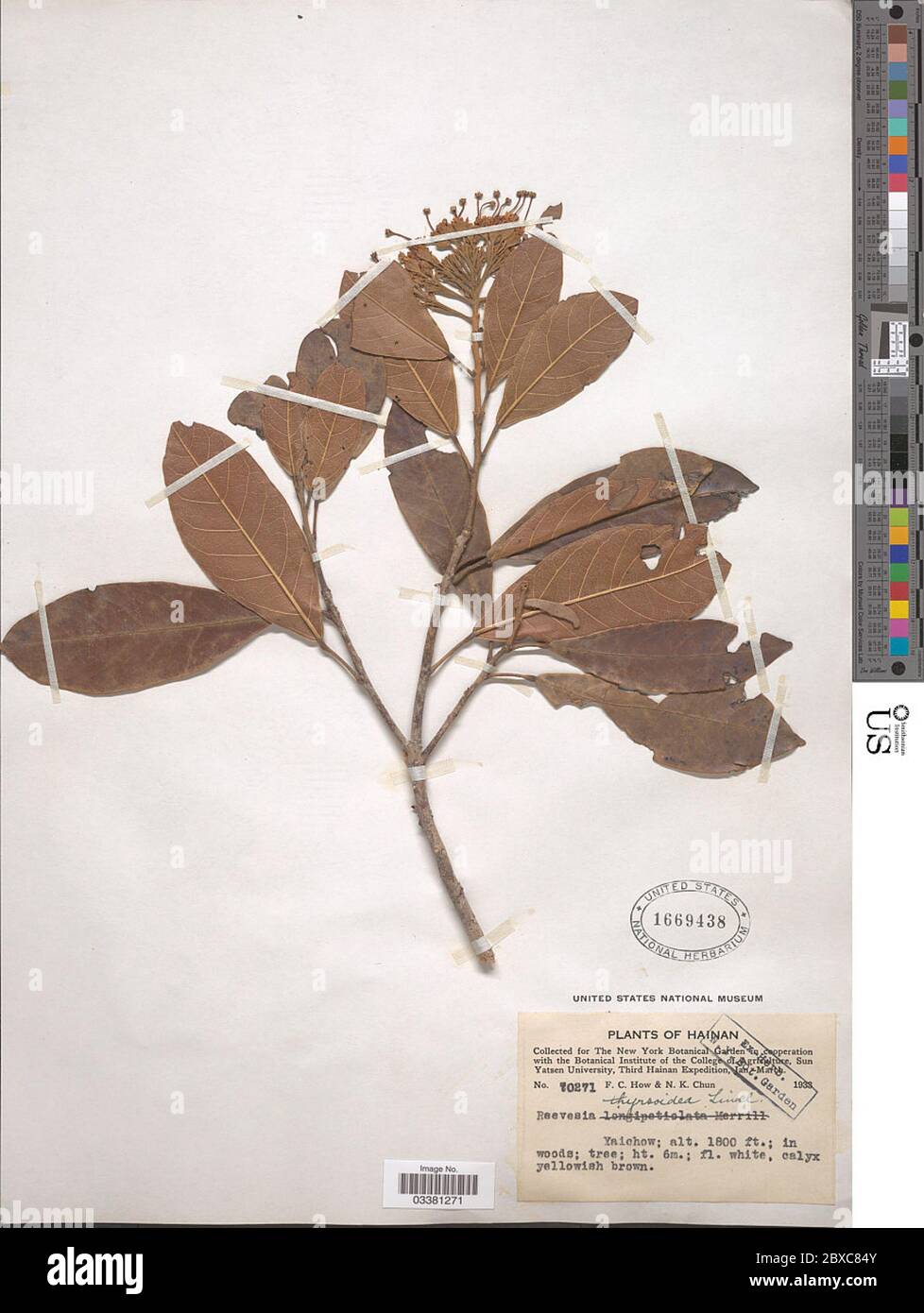 Reevesia longipetiolata Merr Chun Reevesia longipetiolata Merr Chun ...