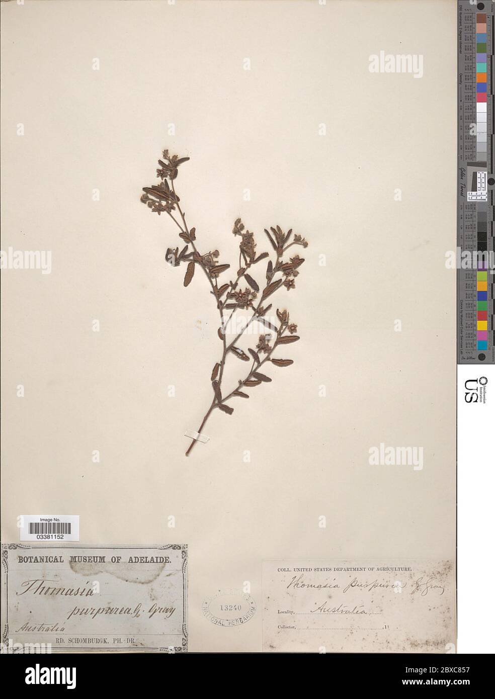 Thomasia purpurea hi-res stock photography and images - Alamy