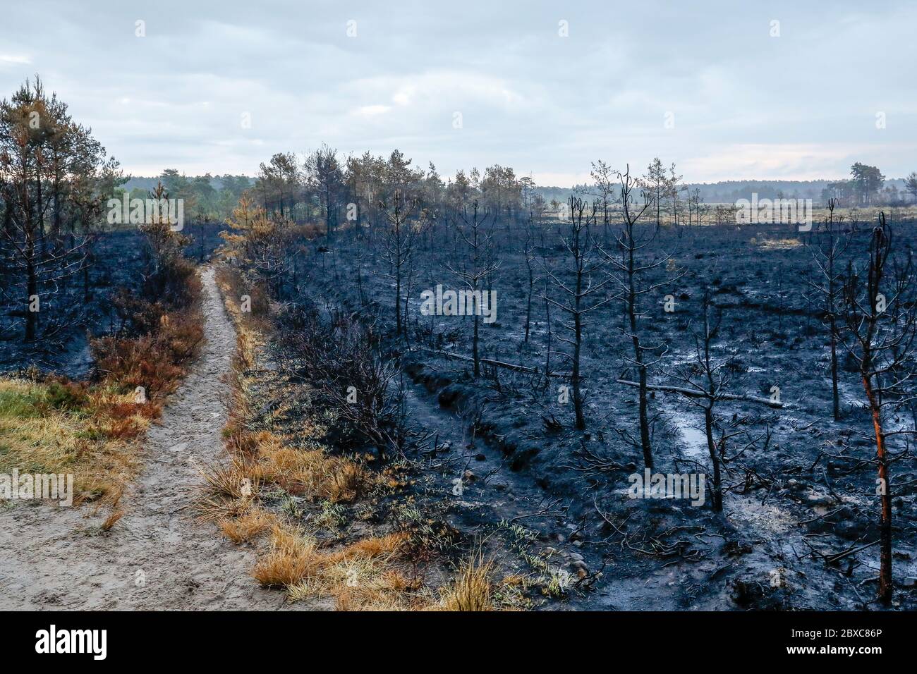 Thursley Common, Elstead. 06th June 2020. Four days after the wildfire ...