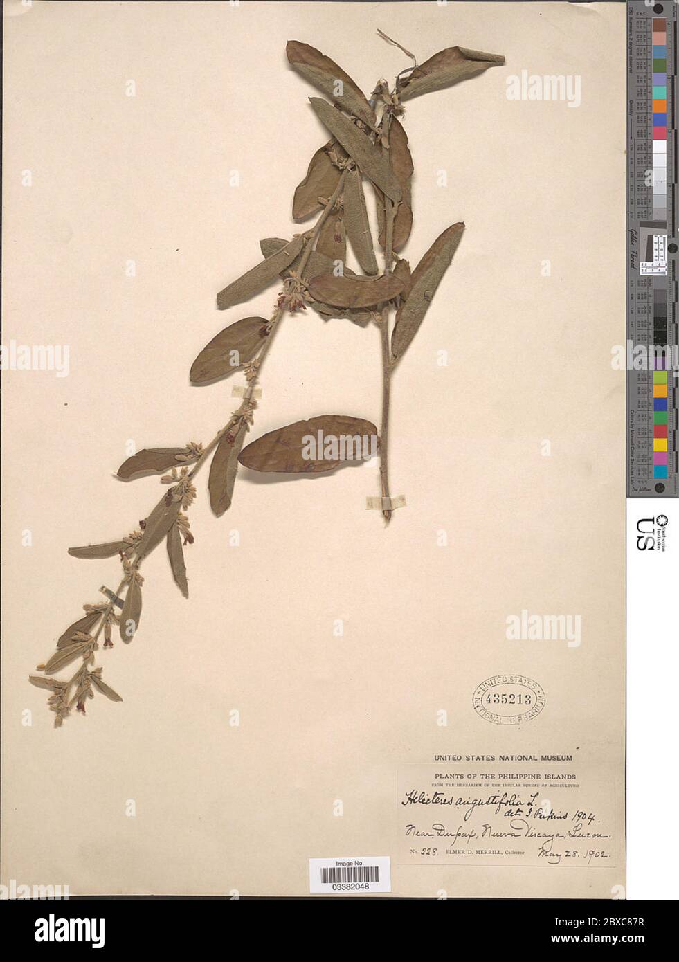 Helicteres angustifolia L Helicteres angustifolia L Stock Photo - Alamy