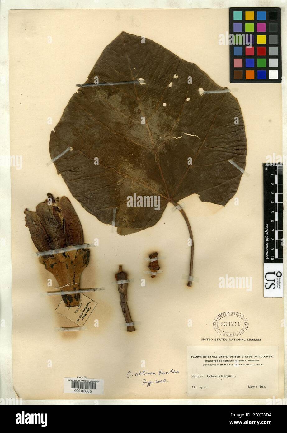 Ochroma obtusa Rowlee Ochroma obtusa Rowlee Stock Photo - Alamy