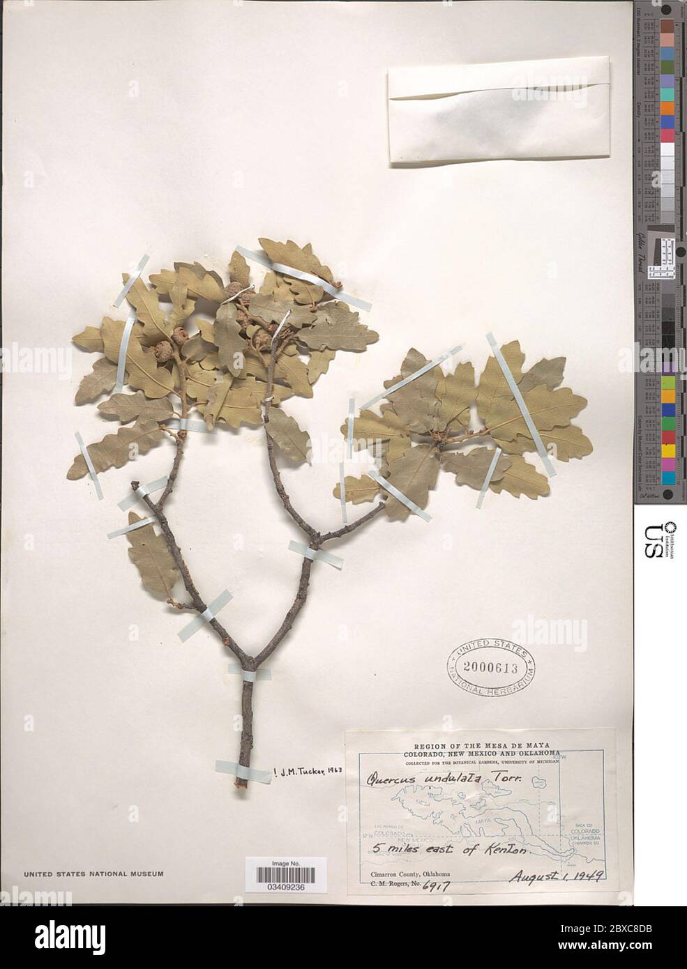 Quercus undulata Torr Quercus undulata Torr Stock Photo - Alamy