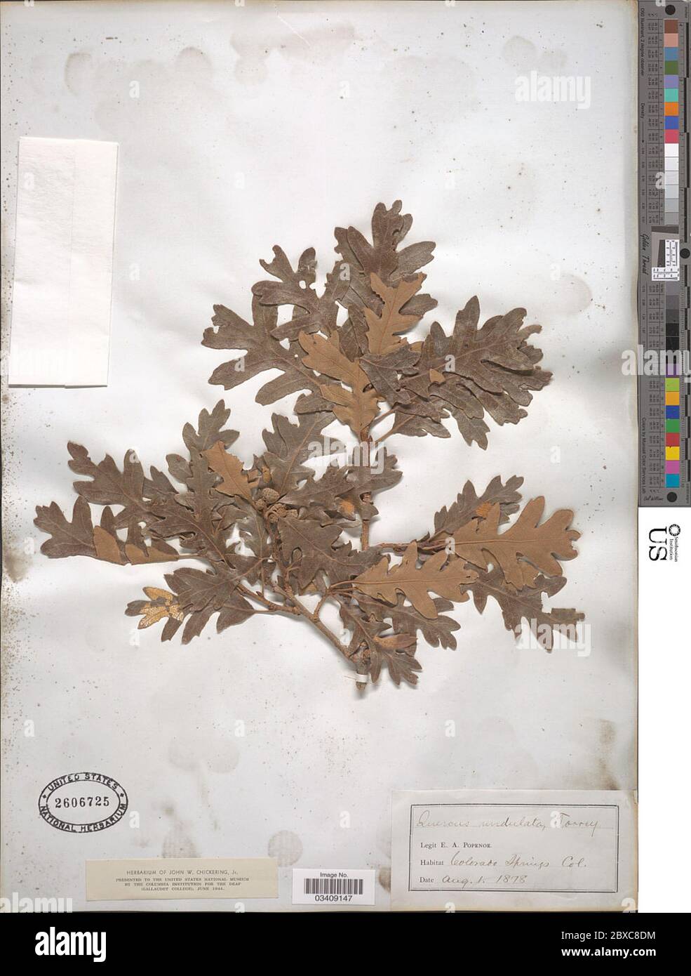 Quercus undulata Torr Quercus undulata Torr Stock Photo - Alamy