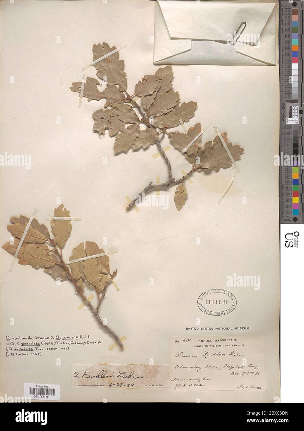 Quercus undulata Torr Quercus undulata Torr Stock Photo - Alamy