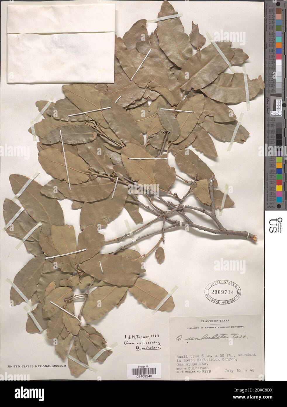 Quercus undulata Torr Quercus undulata Torr Stock Photo - Alamy