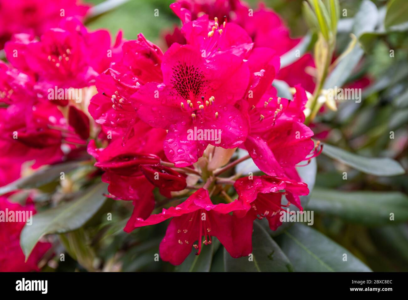 Catawba rhododendron rhododendron catawbiense hi-res stock photography ...