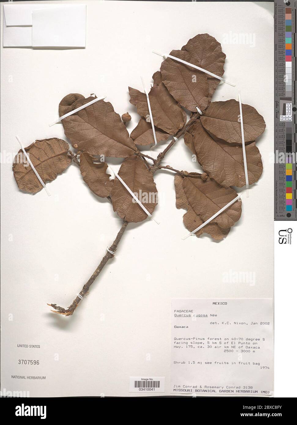 Quercus rugosa hi-res stock photography and images - Alamy