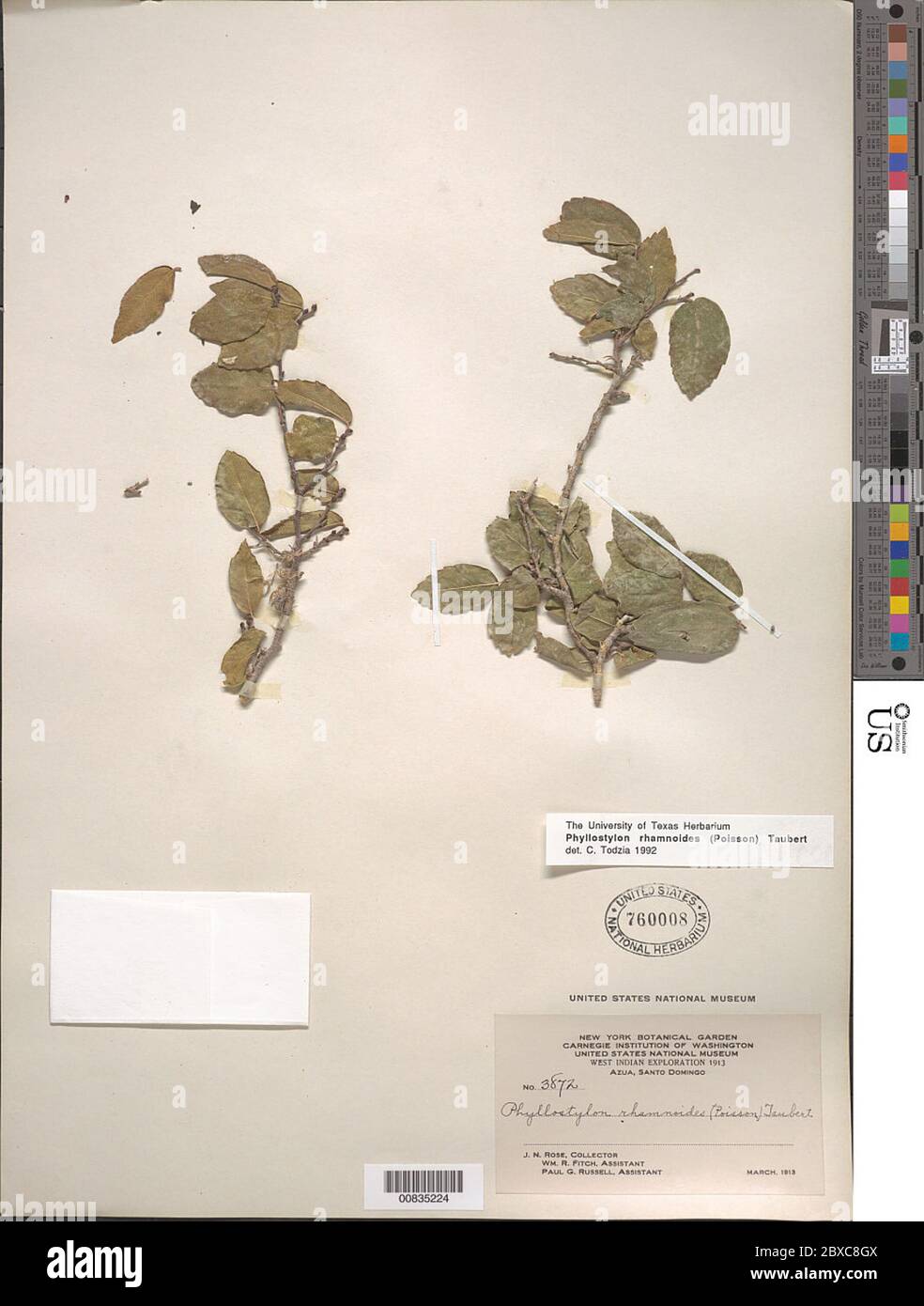 Phyllostylon rhamnoides J Poiss Taub Phyllostylon rhamnoides J Poiss ...