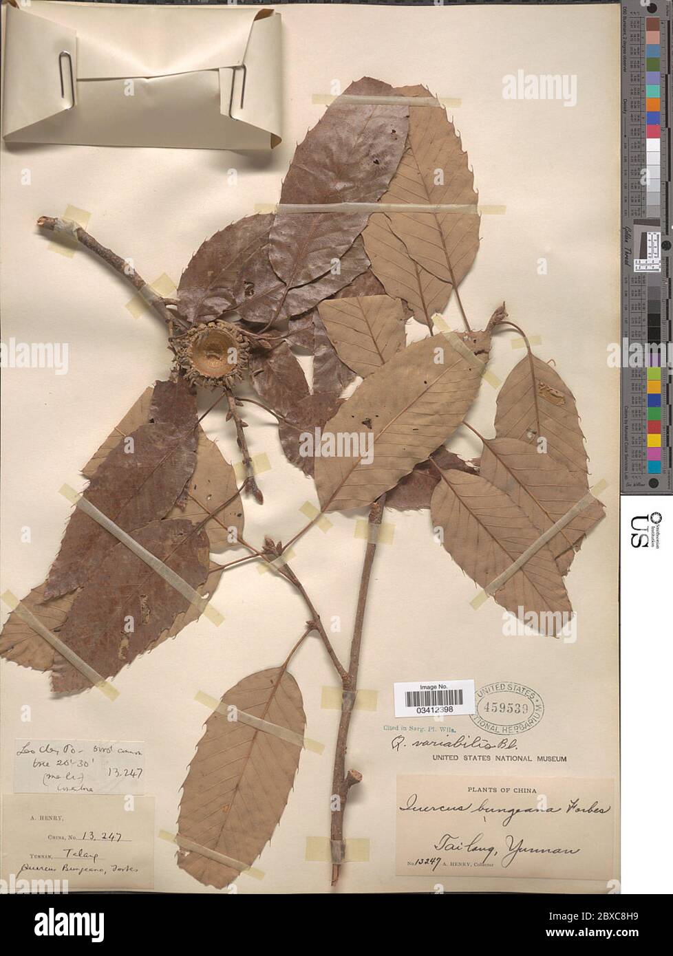 Quercus variabilis Quercus variabilis Stock Photo - Alamy