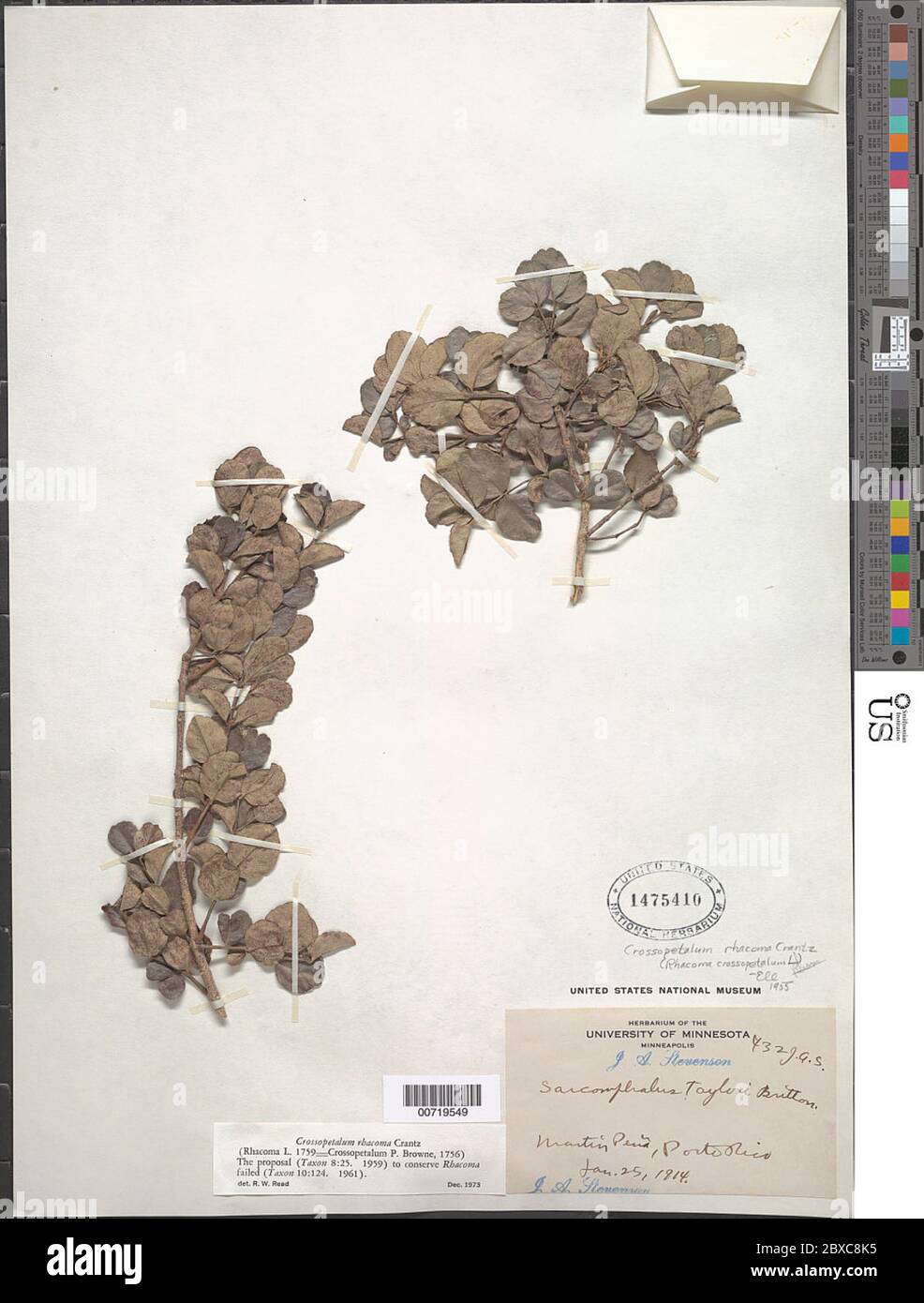 Crossopetalum rhacoma hi-res stock photography and images - Alamy