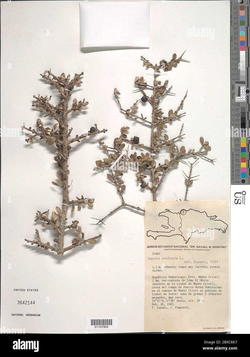 Randia aculeata hi-res stock photography and images - Alamy