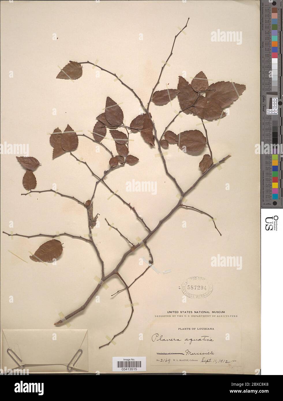 Planera aquatica hi-res stock photography and images - Alamy