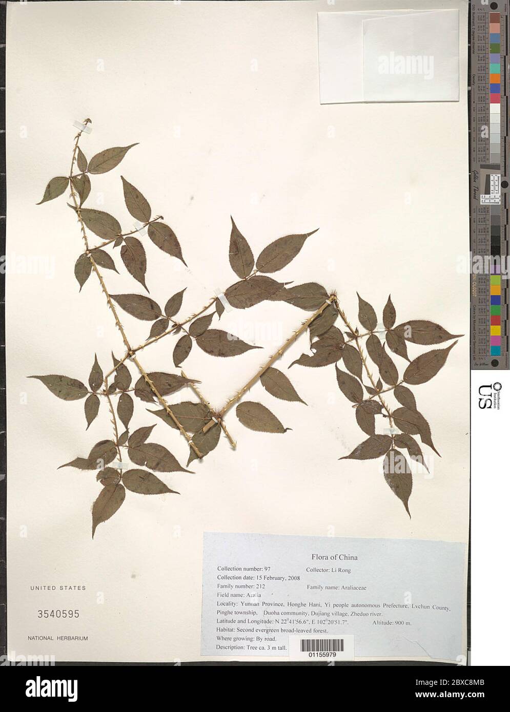 Aralia sp hi-res stock photography and images - Alamy