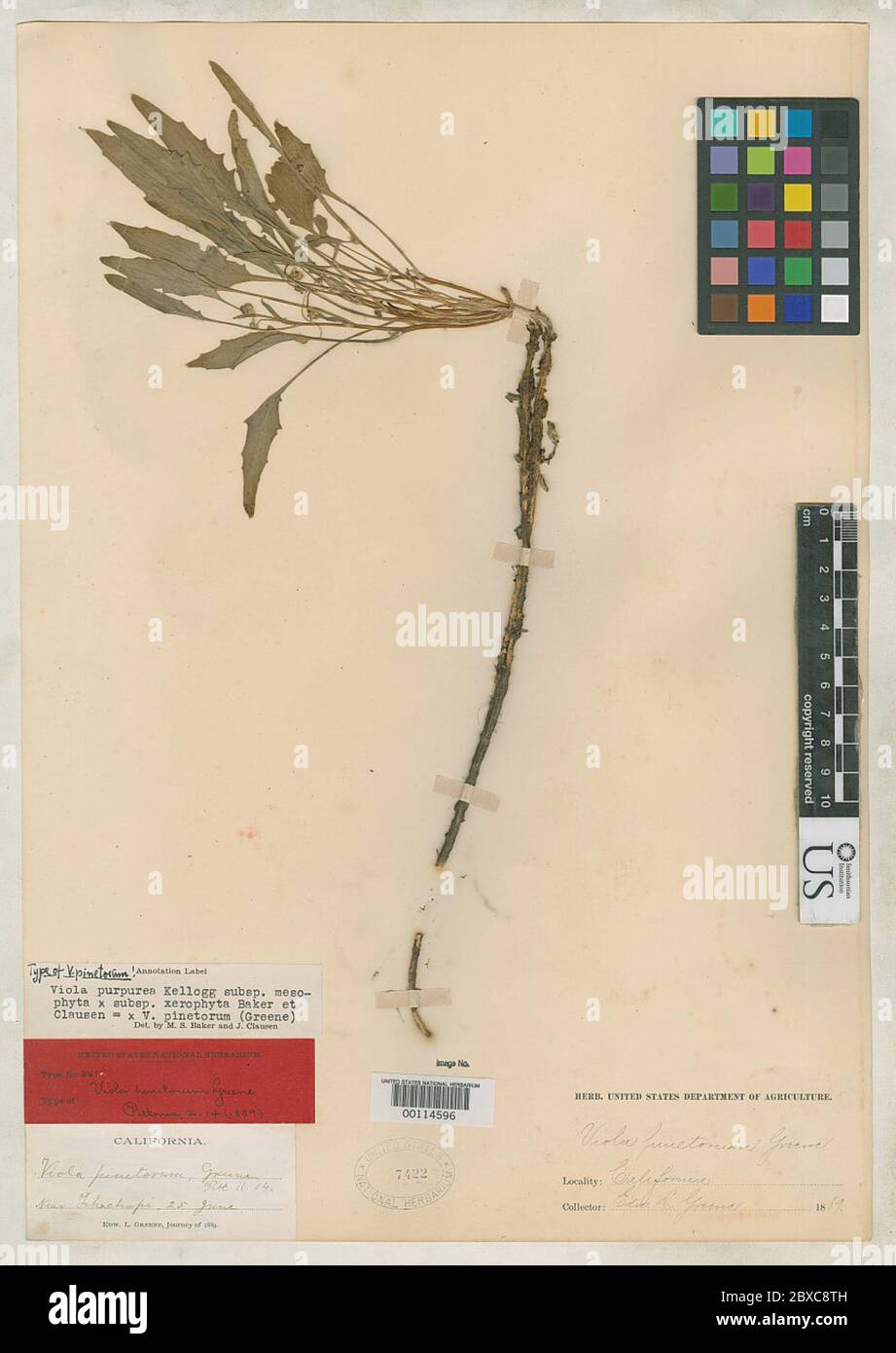 Viola pinetorum Greene Viola pinetorum Greene Stock Photo - Alamy