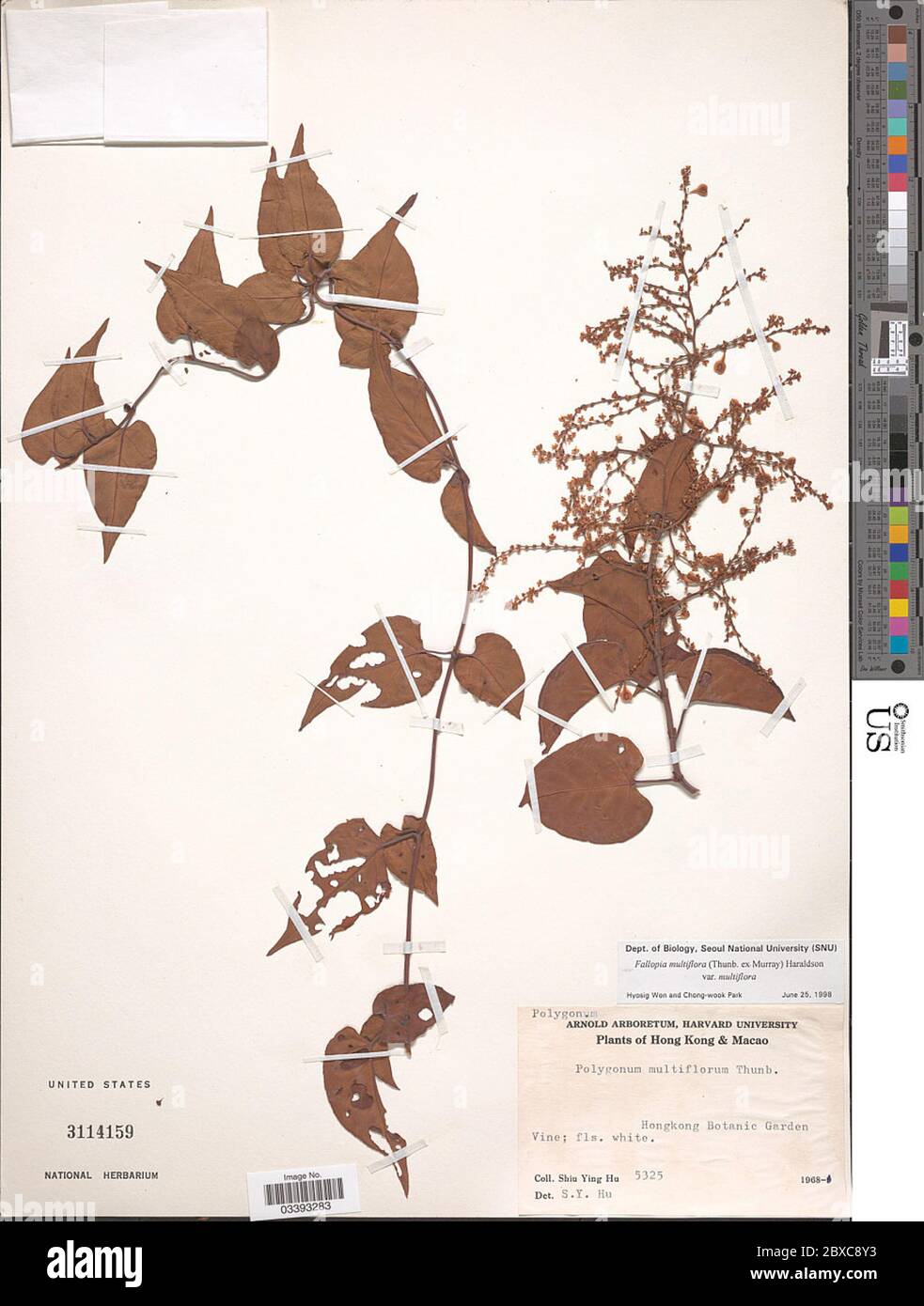 Fallopia multiflora hi-res stock photography and images - Alamy