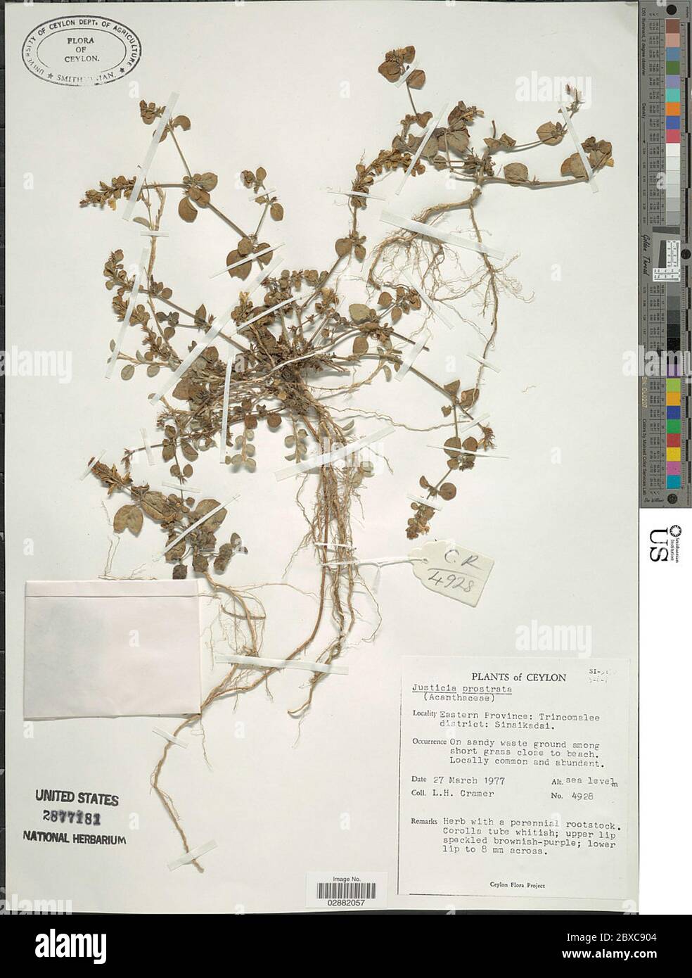 Justicia prostrata Gamble Justicia prostrata Gamble Stock Photo - Alamy