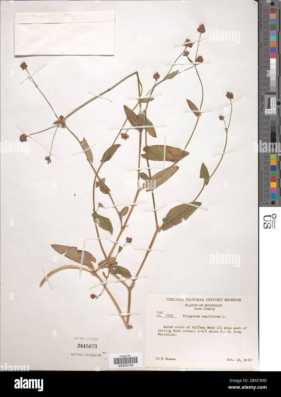 Polygonum sagittatum L Polygonum sagittatum L Stock Photo - Alamy