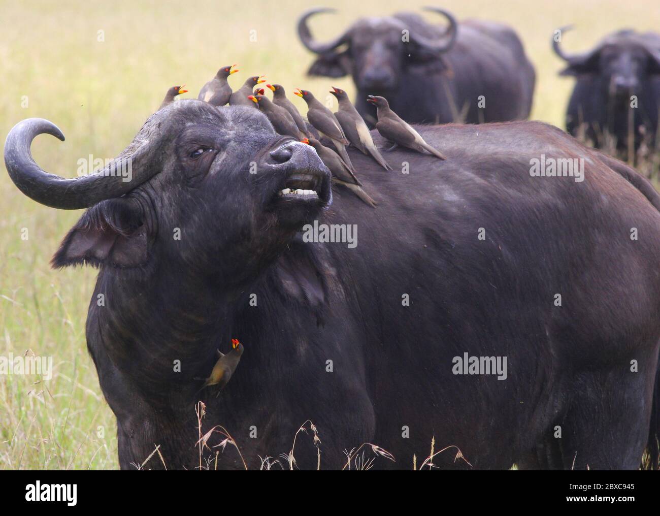 Portrait of a Cape buffalo with a lot of maggot choppers in the blurred ...