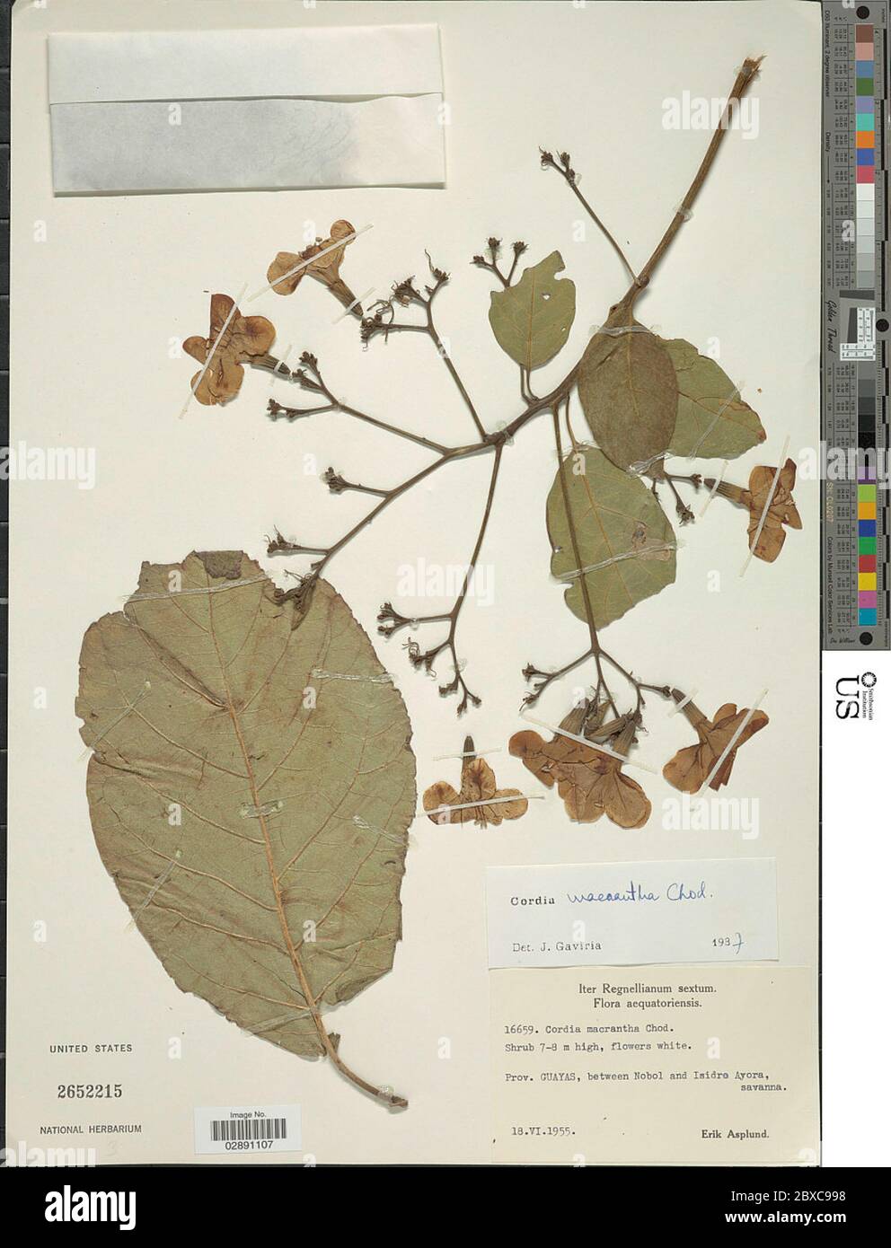 Cordia macrantha SF Blake Cordia macrantha SF Blake Stock Photo - Alamy