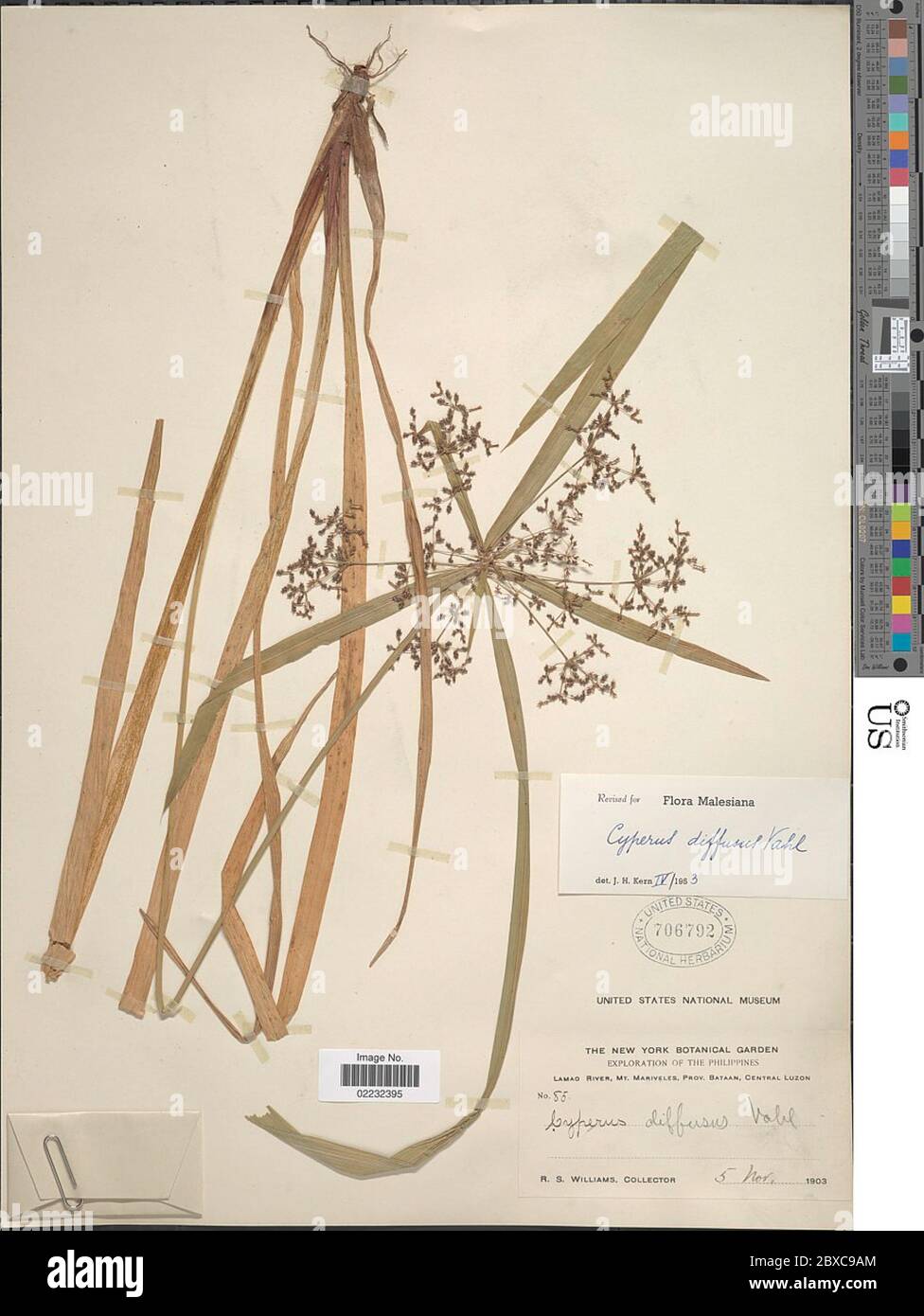 Cyperus diffusus Vahl Cyperus diffusus Vahl Stock Photo - Alamy