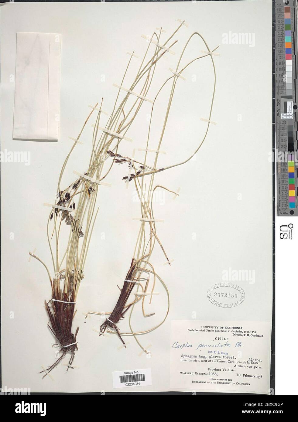 Carpha paniculata Phil Carpha paniculata Phil Stock Photo - Alamy