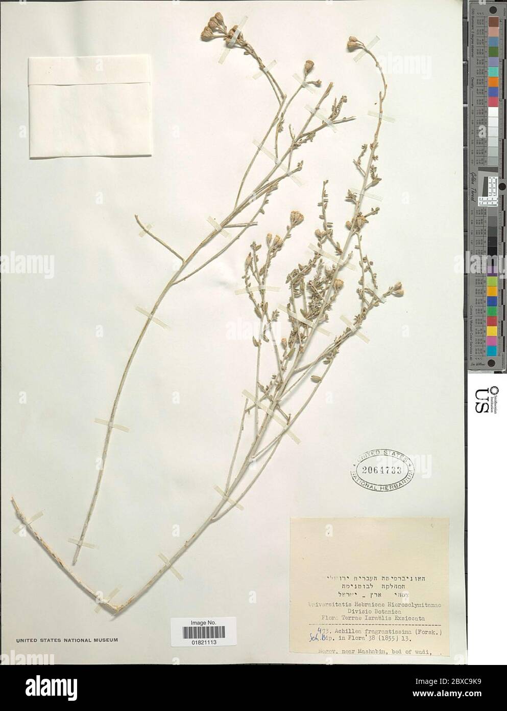 Achillea fragrantissima Forssk Sch Bip Achillea fragrantissima Forssk ...