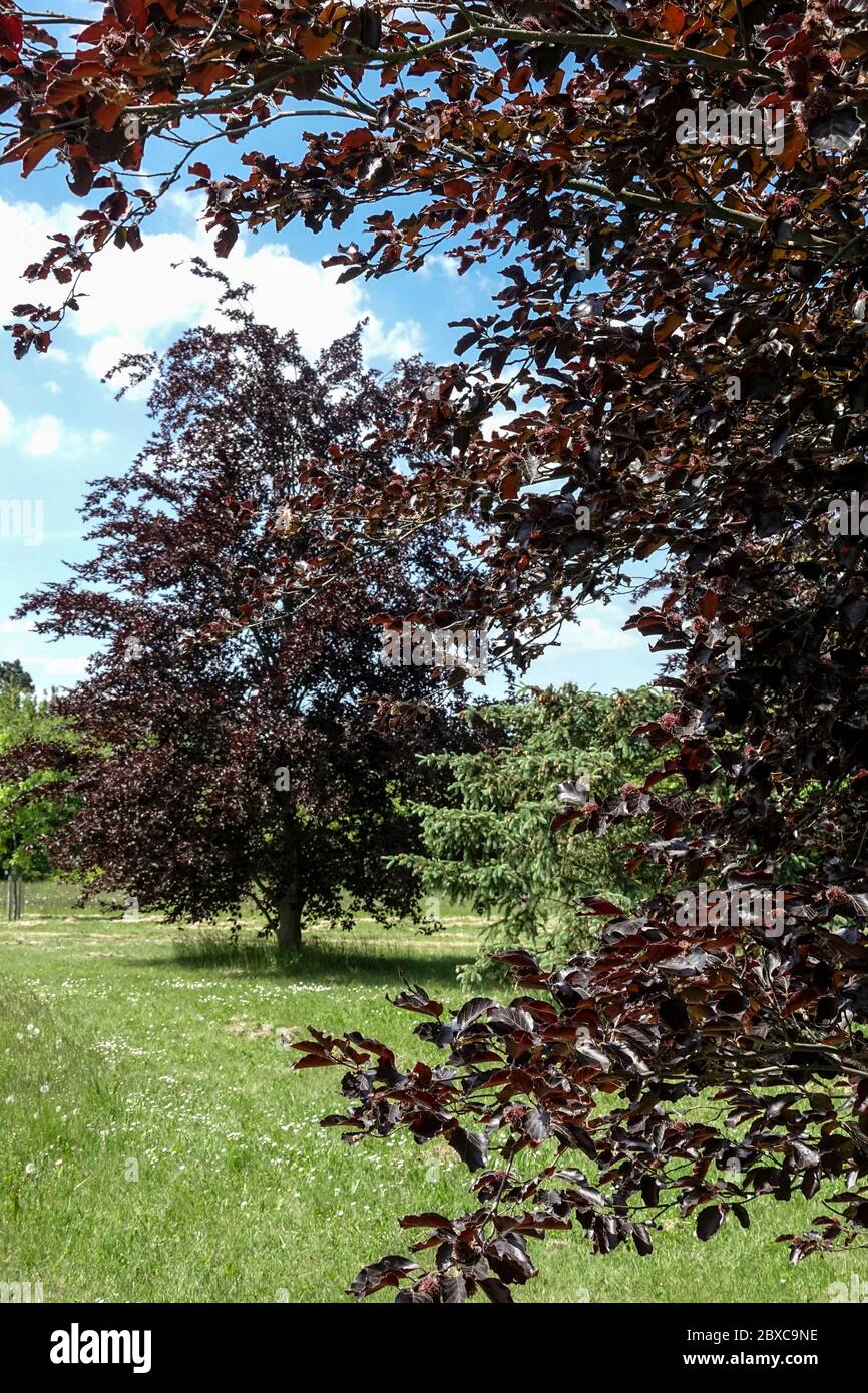 Copper European Beech Fagus sylvatica 'Riversii' Stock Photo - Alamy
