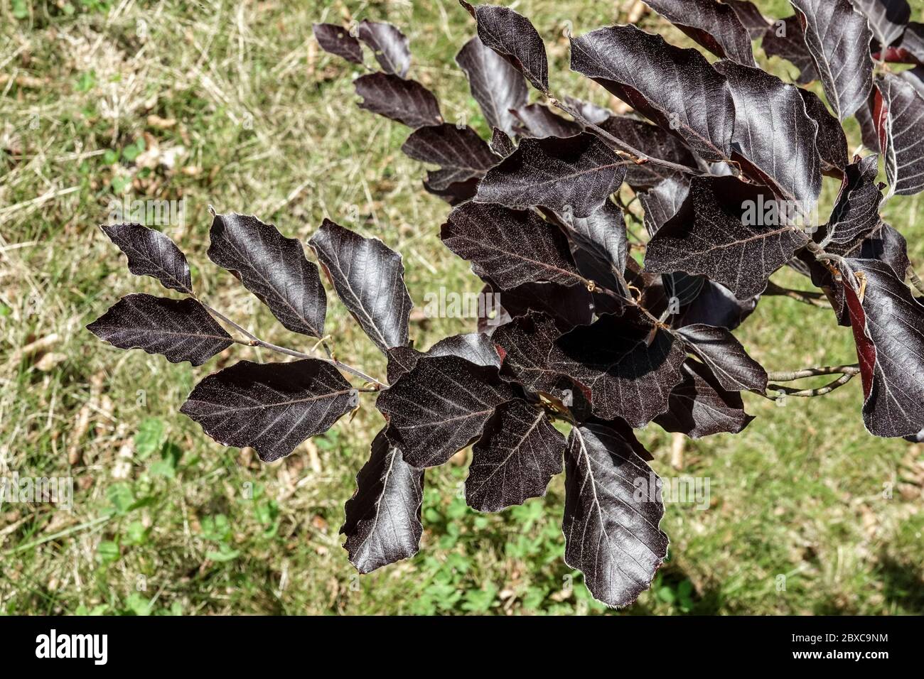 Copper European Beech Fagus sylvatica 'Riversii' Dark leaves Stock ...