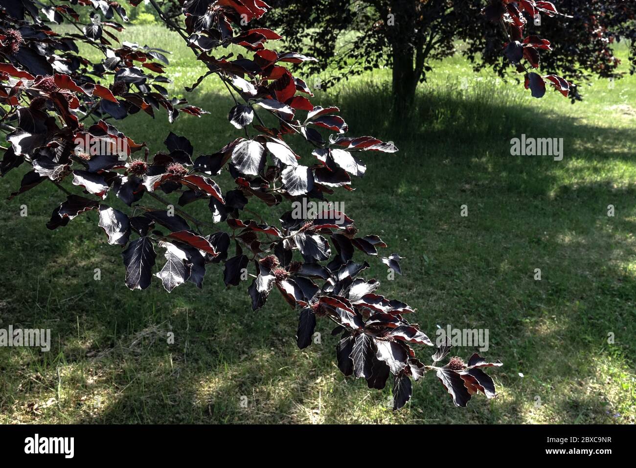 Copper European Beech Fagus sylvatica 'Riversii' Stock Photo - Alamy