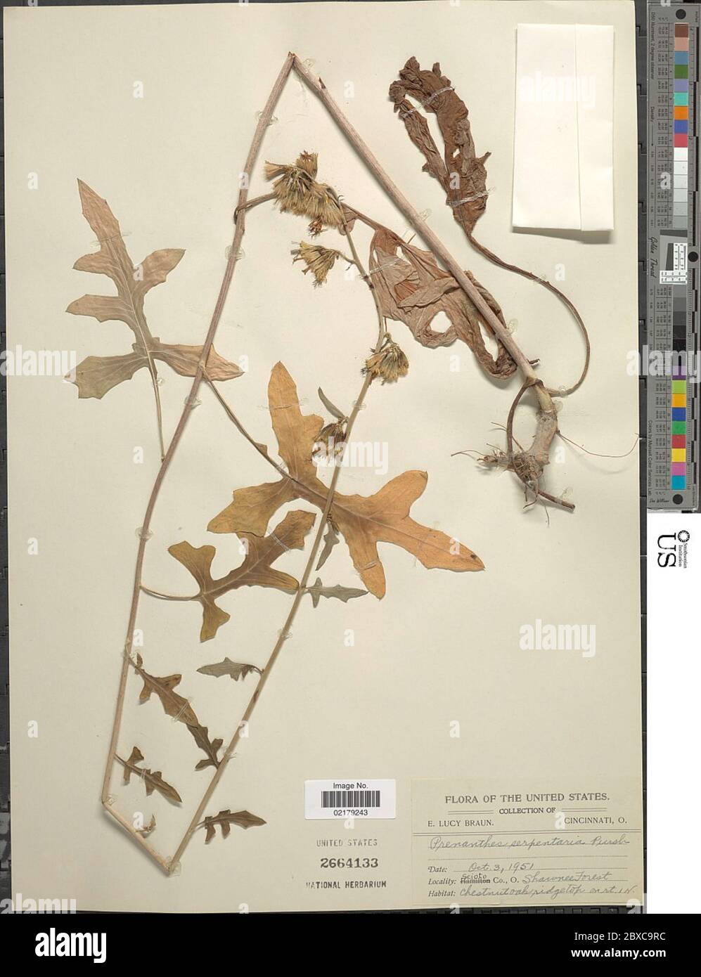 Prenanthes serpentaria Prenanthes serpentaria Stock Photo - Alamy