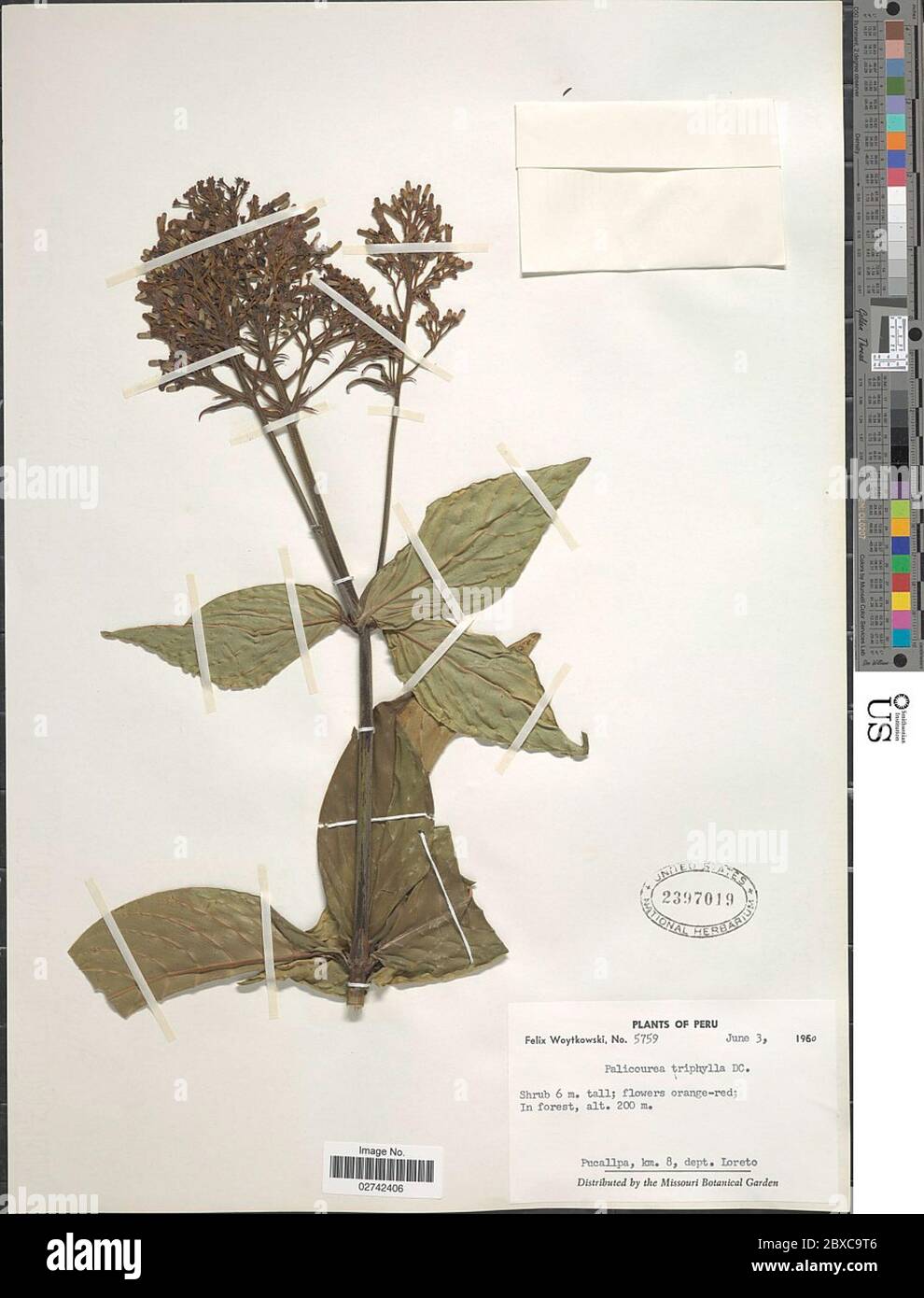 Palicourea triphylla DC Palicourea triphylla DC Stock Photo - Alamy