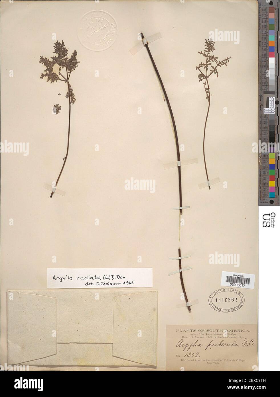 Argylia hi-res stock photography and images - Alamy