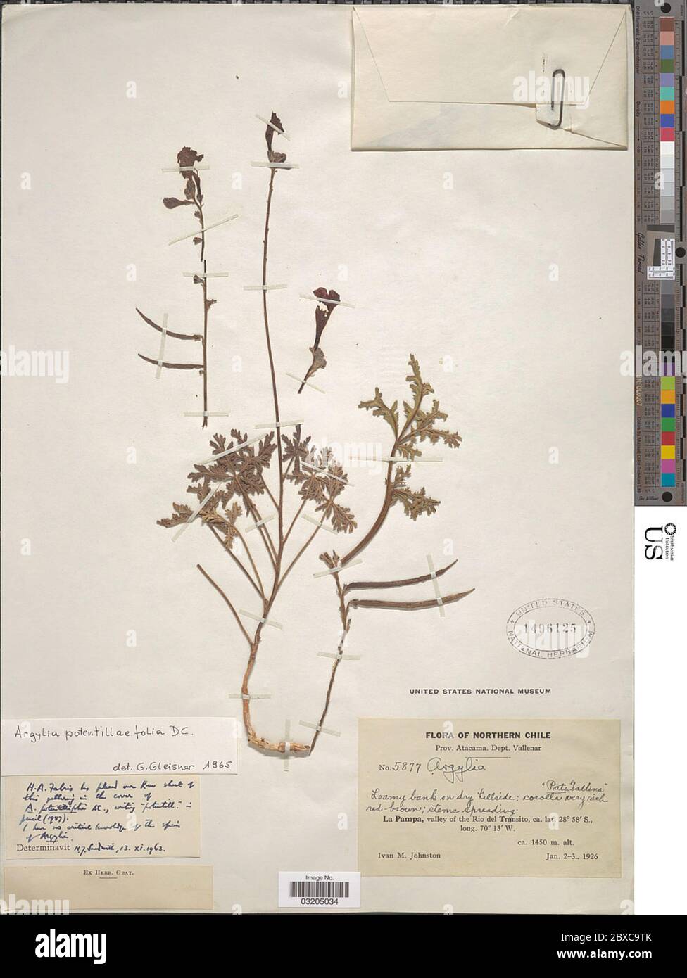 Argylia hi-res stock photography and images - Alamy