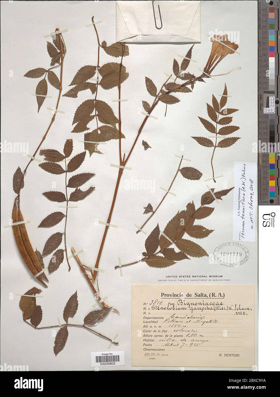 Tecoma tenuiflora DC Fabris Tecoma tenuiflora DC Fabris Stock Photo - Alamy