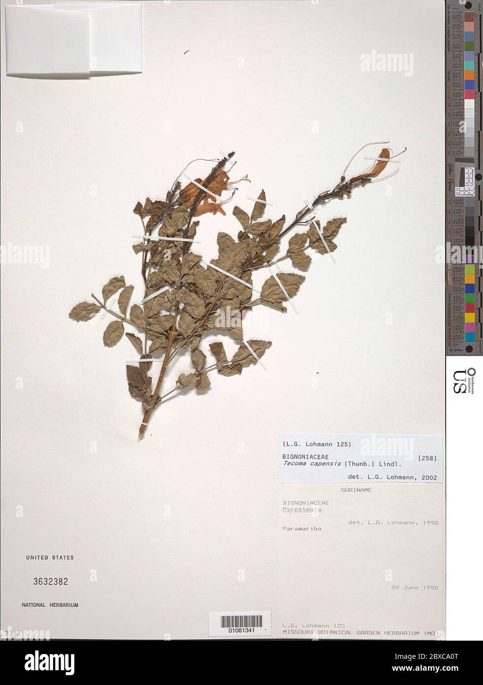 Capensis thunb hi-res stock photography and images - Alamy