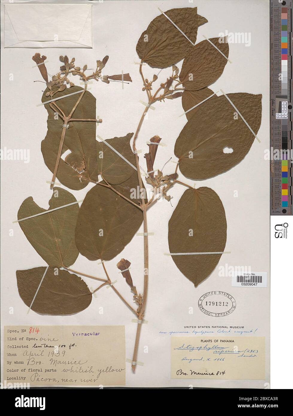 Stizophyllum riparium Kunth Sandwith Stizophyllum riparium Kunth ...