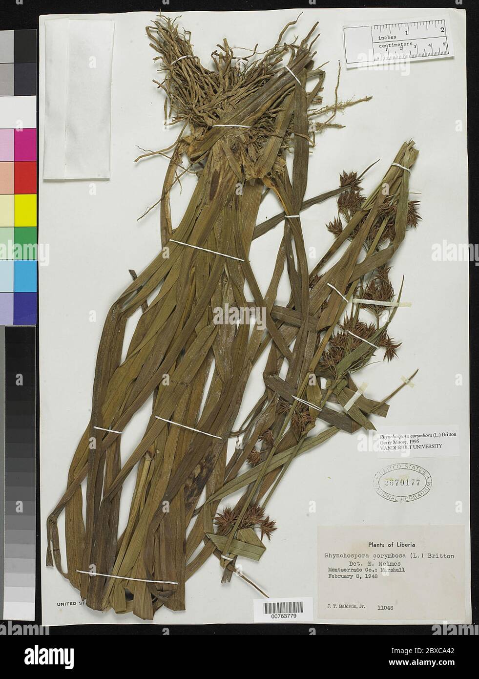 Rhynchospora corymbosa L Britton Rhynchospora corymbosa L Britton Stock ...