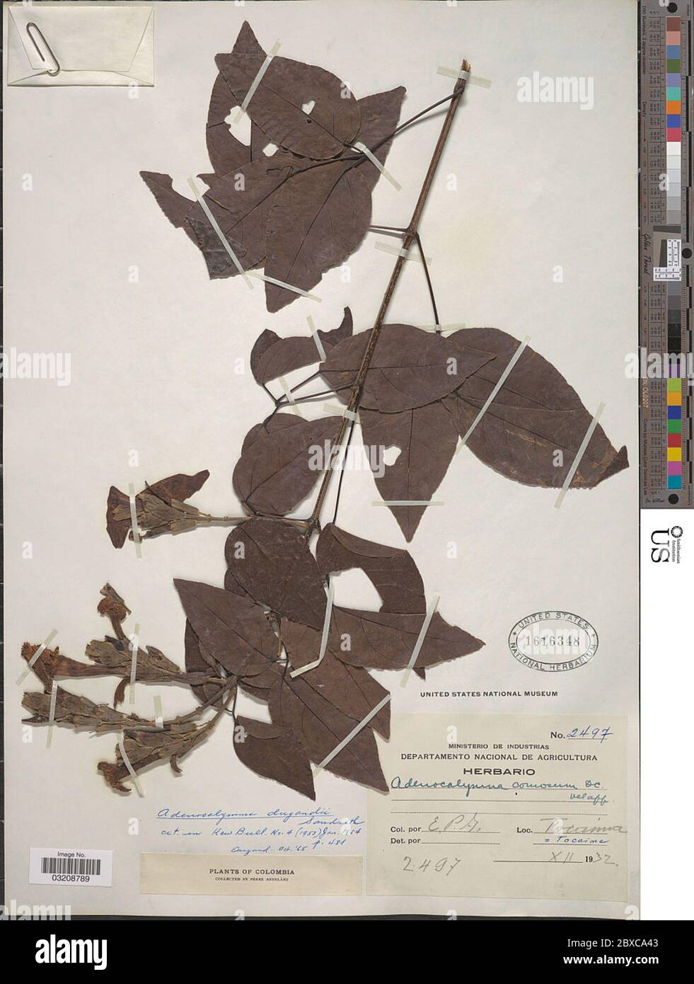 Adenocalymma dugandii Sandwith Adenocalymma dugandii Sandwith Stock ...