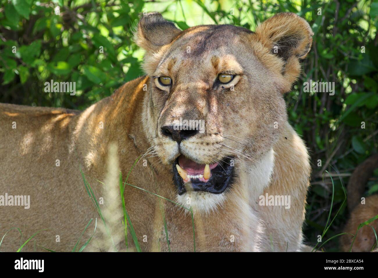 Portrait of a single lioness with strong fangs in the shade of a bush ...