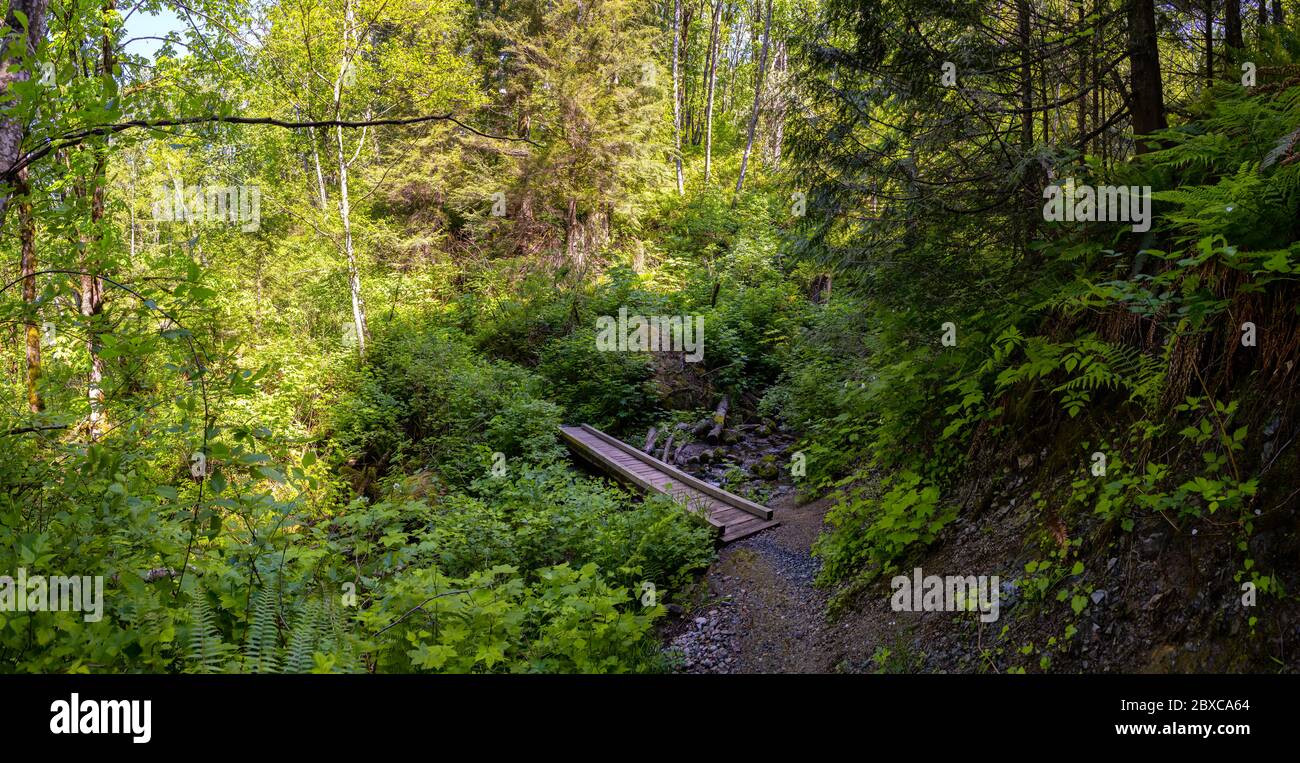Panoramic View of a Beautiful Path in the Rain Forest Stock Photo - Alamy